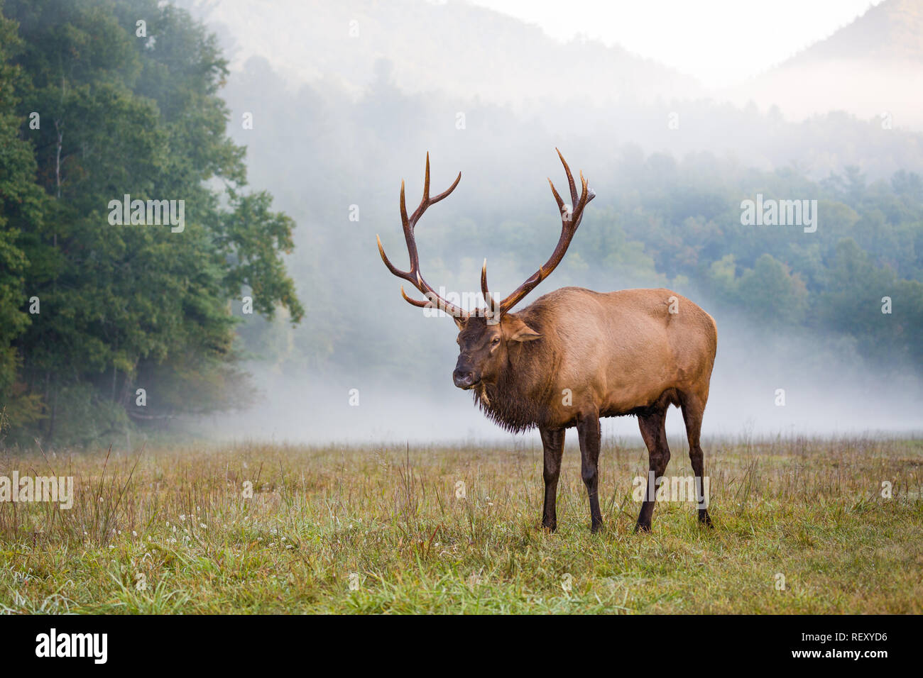 Full size male elk in North Carolina Stock Photo - Alamy