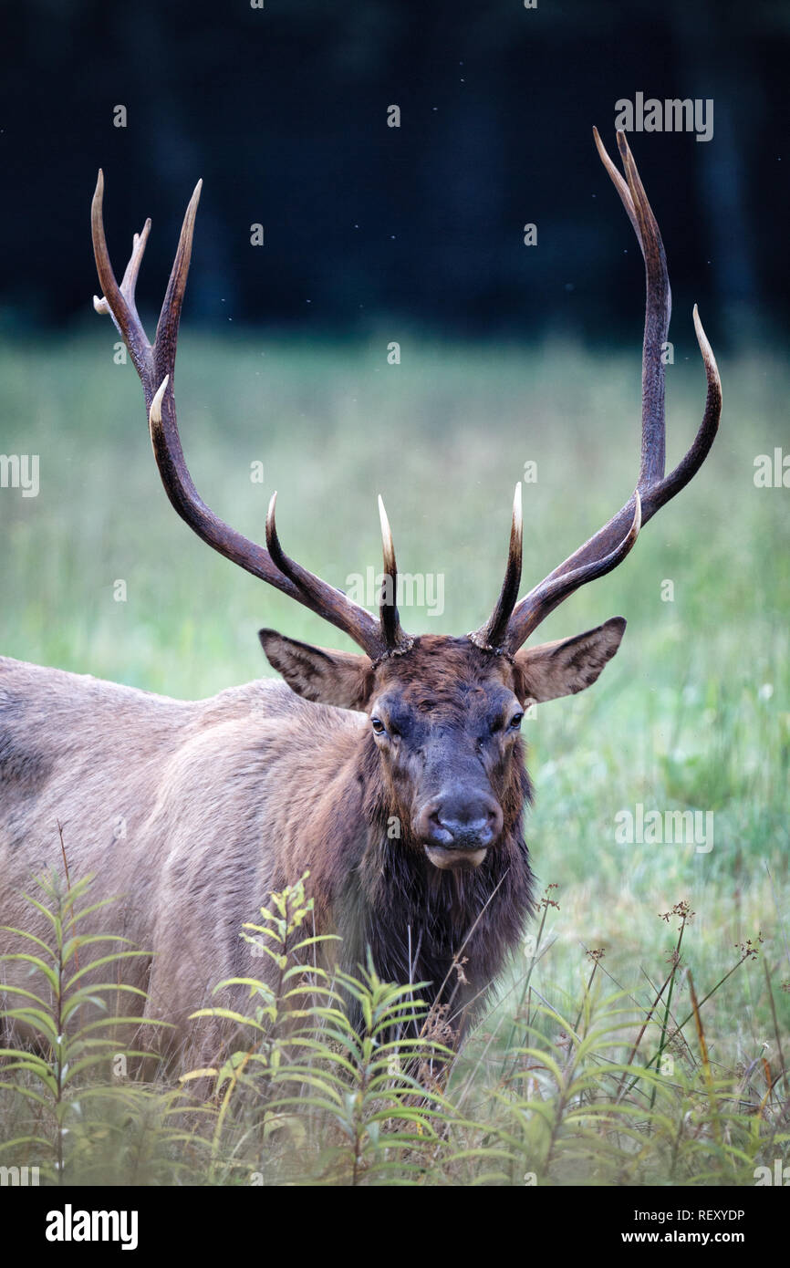 Large male bull elk with full rack stares at camera Stock Photo - Alamy