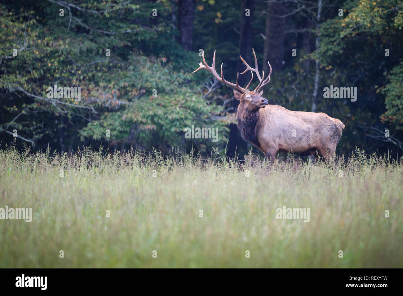 Male elk with huge rack stops to look right Stock Photo - Alamy