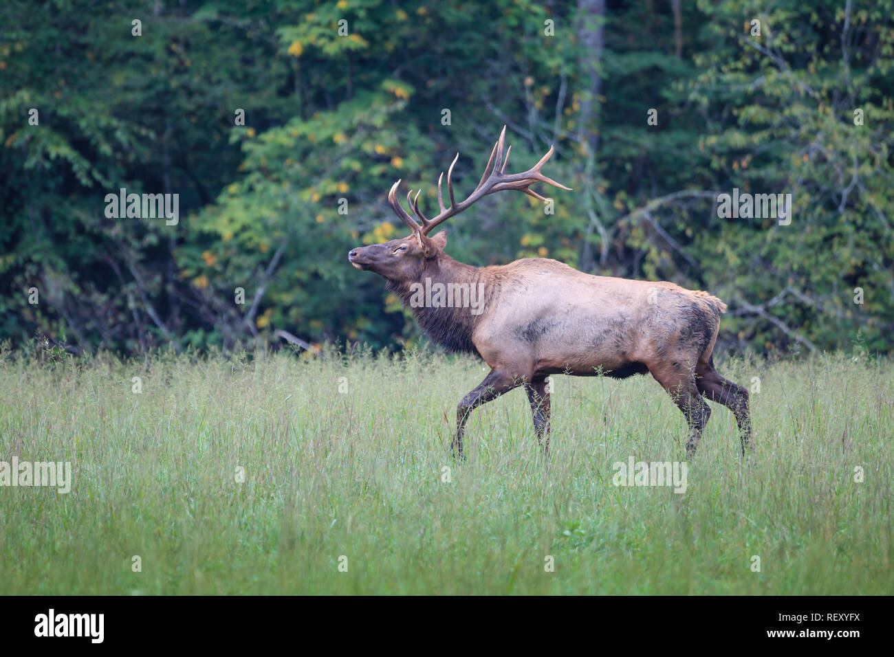 Male elk with huge rack Stock Photo - Alamy
