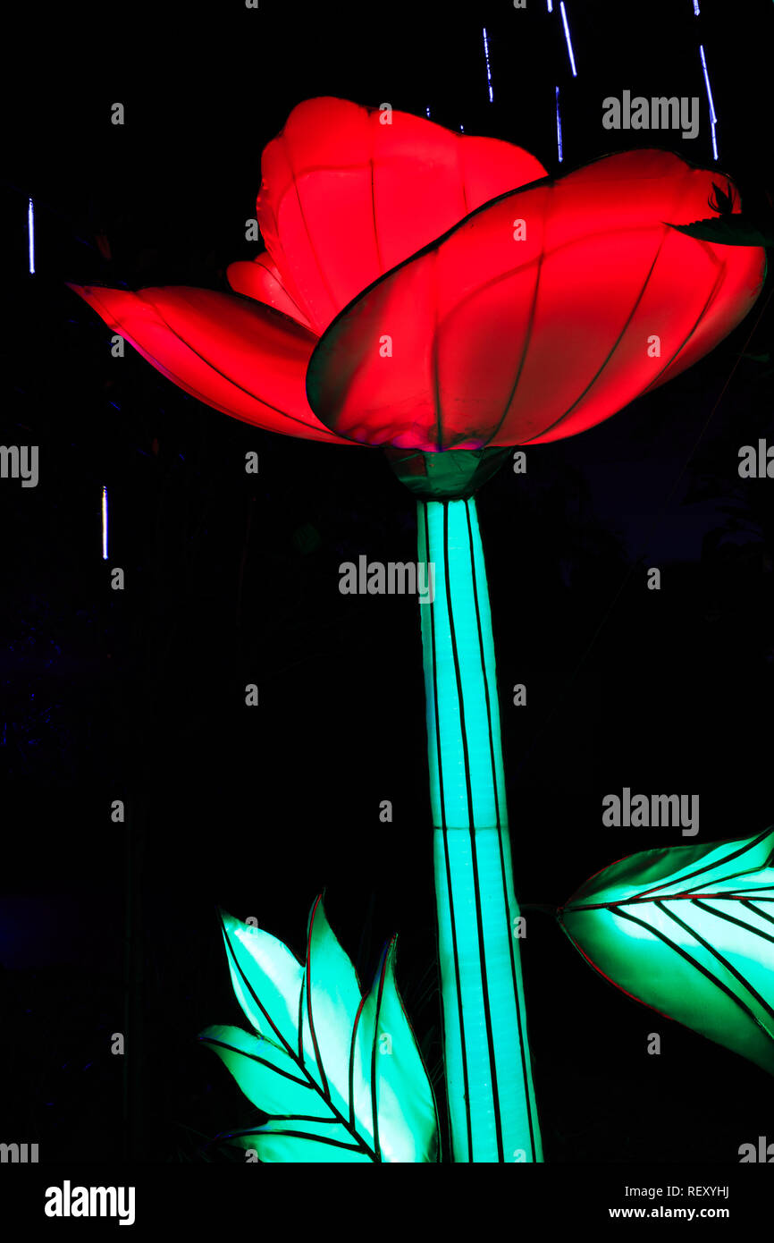 Red Flower in lights Stock Photo - Alamy