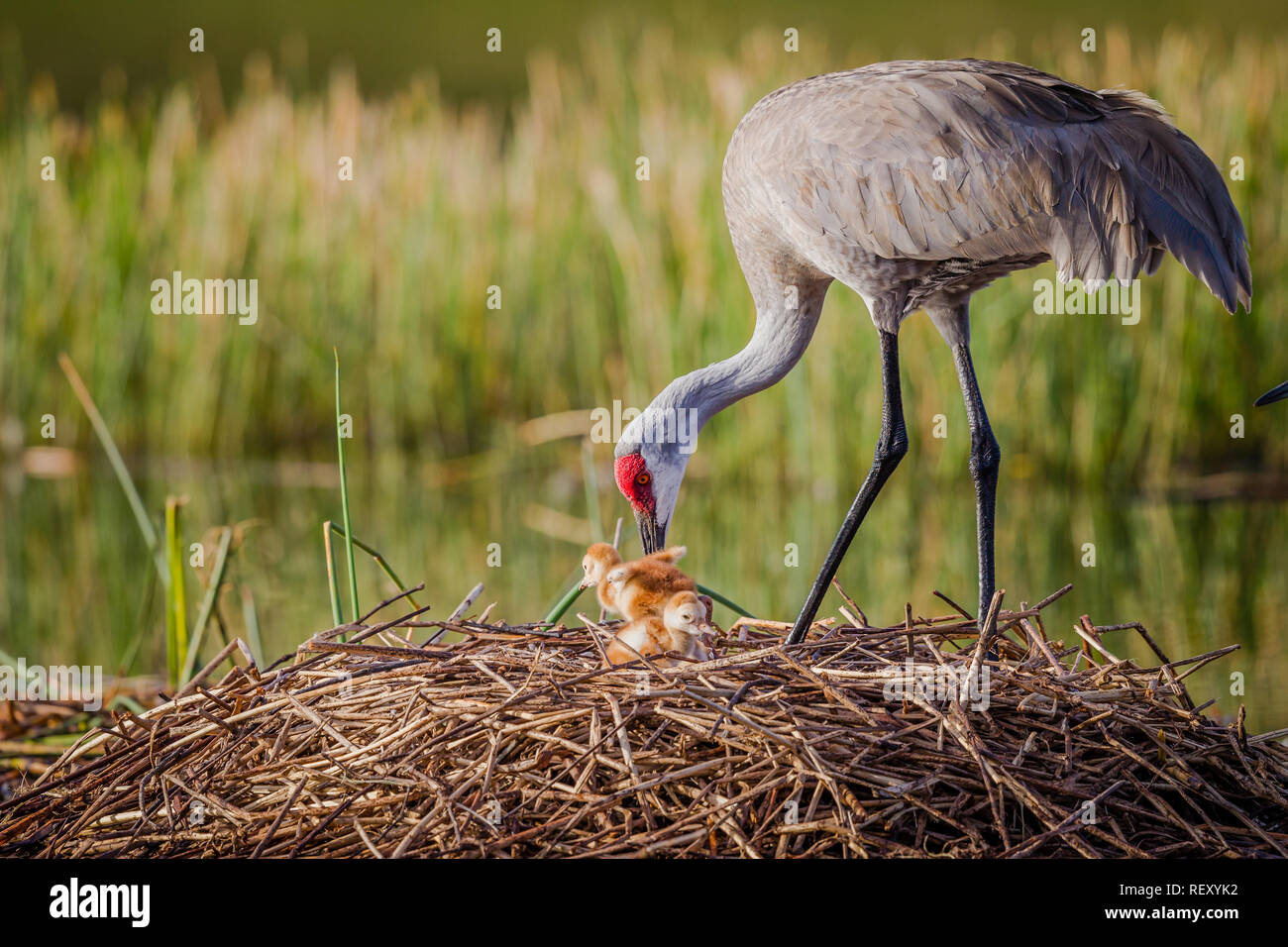 Sandhill crane female with two day old chicks Stock Photo - Alamy