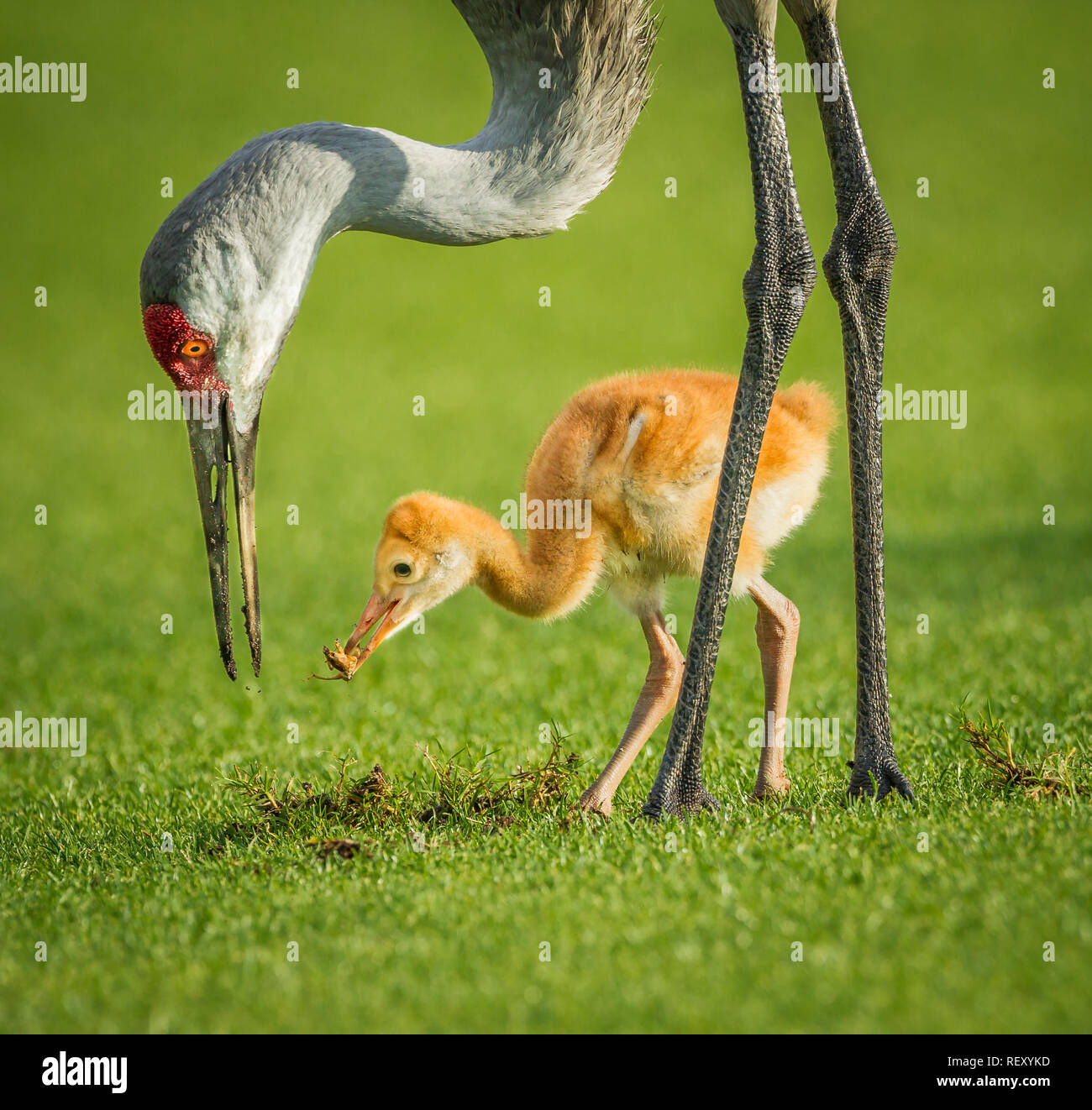 Crane bird baby hi-res stock photography and images - Alamy