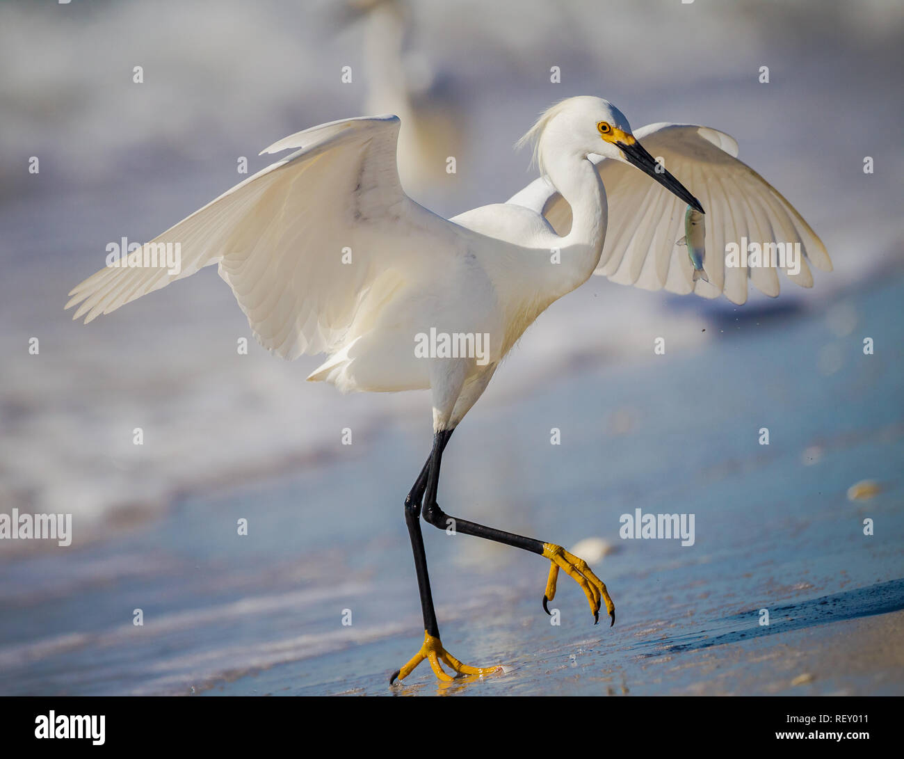 White egret with soft background Stock Photo - Alamy