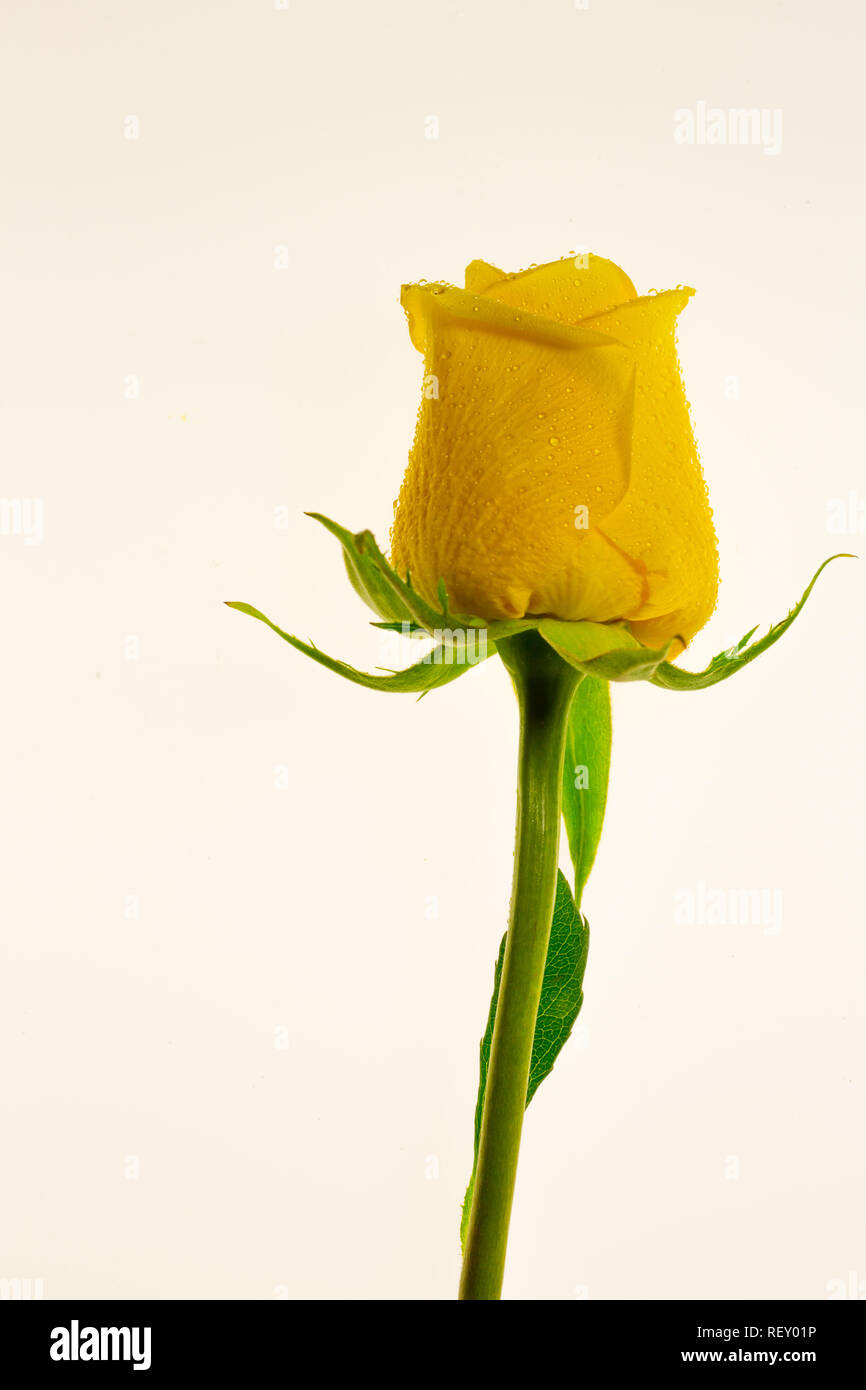 Yellow rose and stem with white background Stock Photo - Alamy