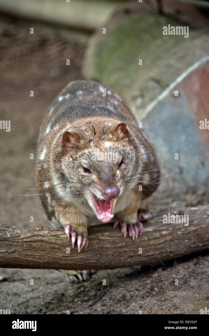 Marsupial cat hi-res stock photography and images - Alamy
