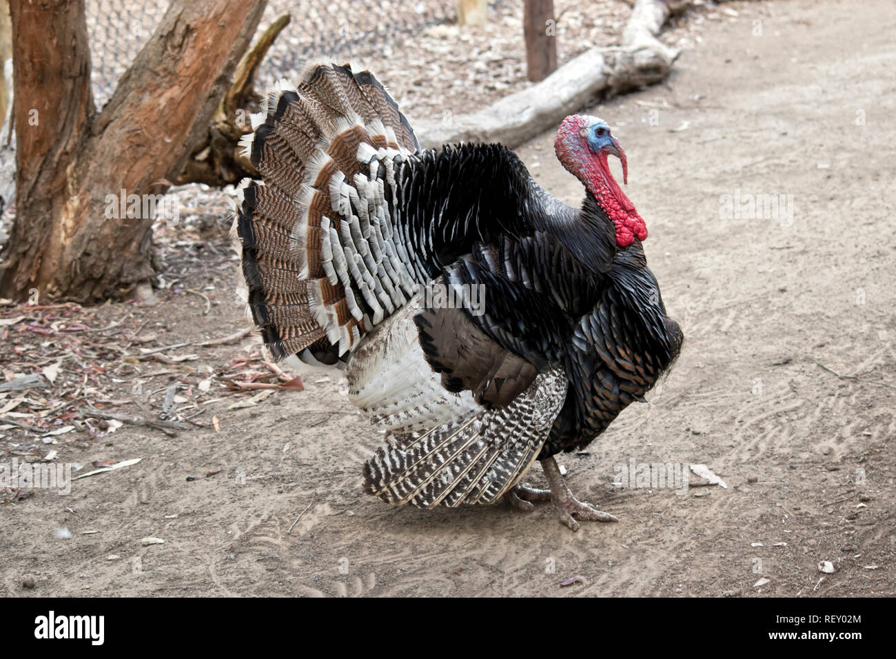 this is a side view of a turkey Stock Photo - Alamy