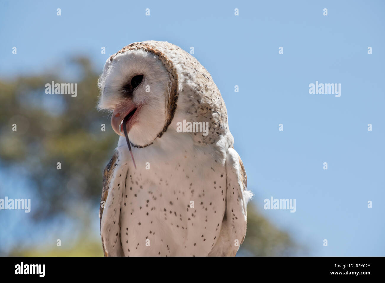 this is a close up of a barn owl eating a rat Stock Photo - Alamy
