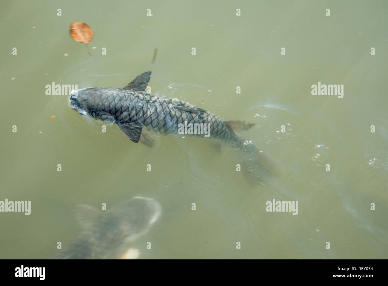 Fish swim isolated above hi-res stock photography and images - Alamy