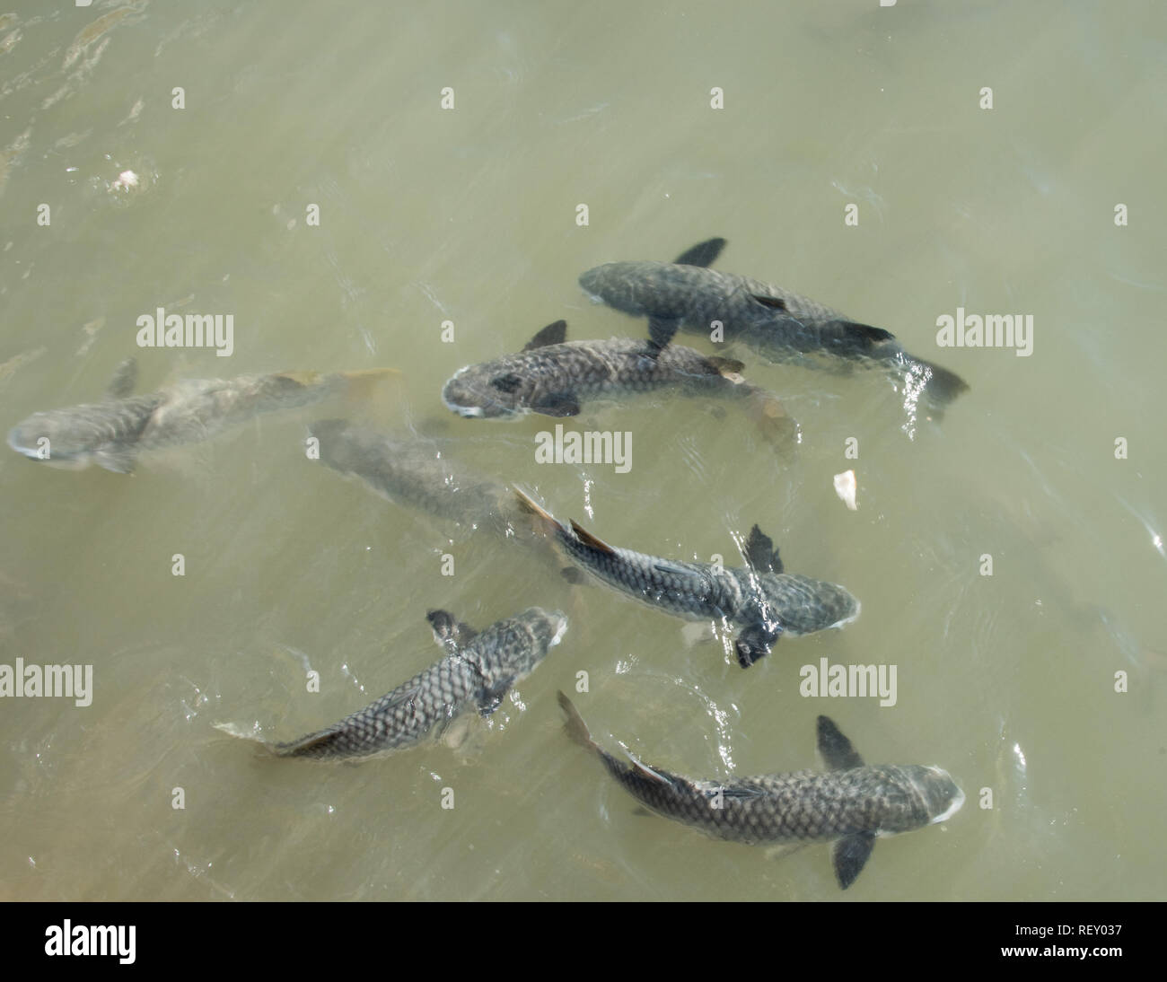 Group of catfish hi-res stock photography and images - Alamy
