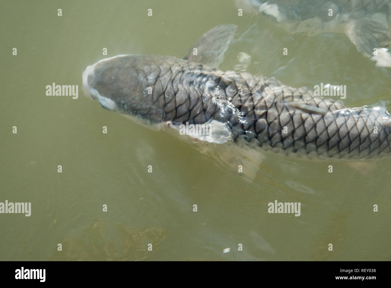 Catfish swimming in the Timor Sea on the waterfront in Darwin ...