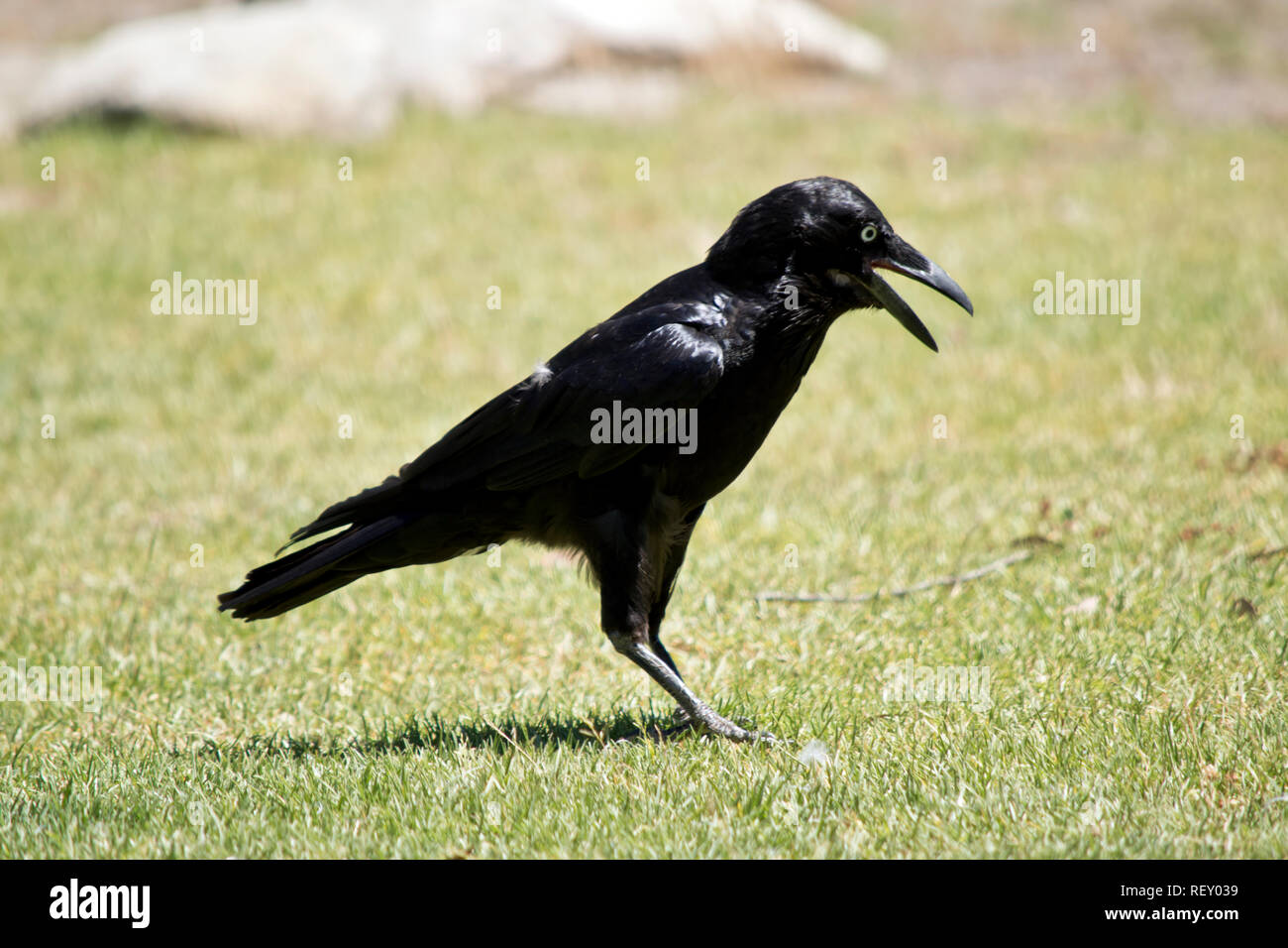 Australian raven hi-res stock photography and images - Alamy