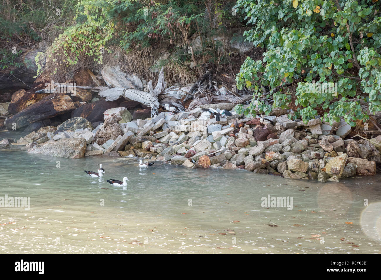 Radjah Shelducks in the Timor Sea with waterfront rocks and flora in ...