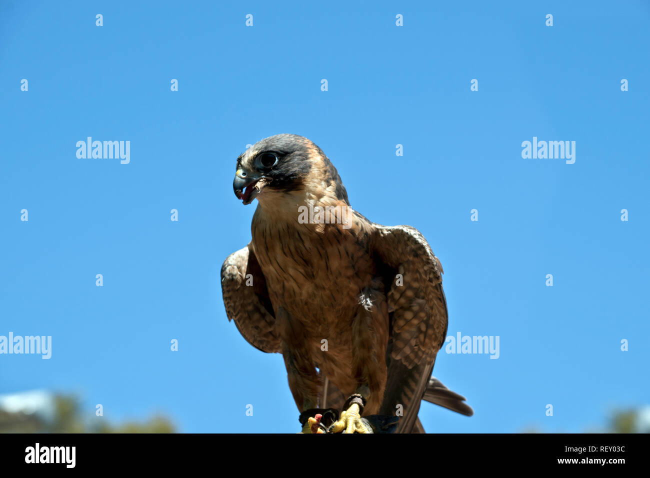 the Australian Hobby Falcon is a small raptor who kills it food in the ...