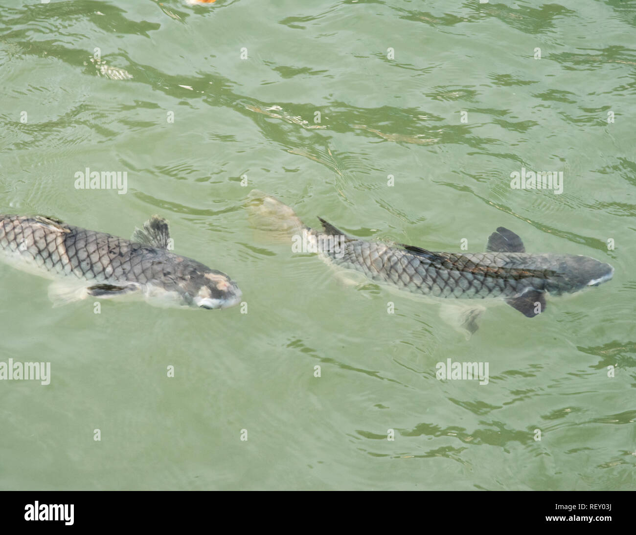 Catfish swimming in the Timor Sea on the waterfront in Darwin ...