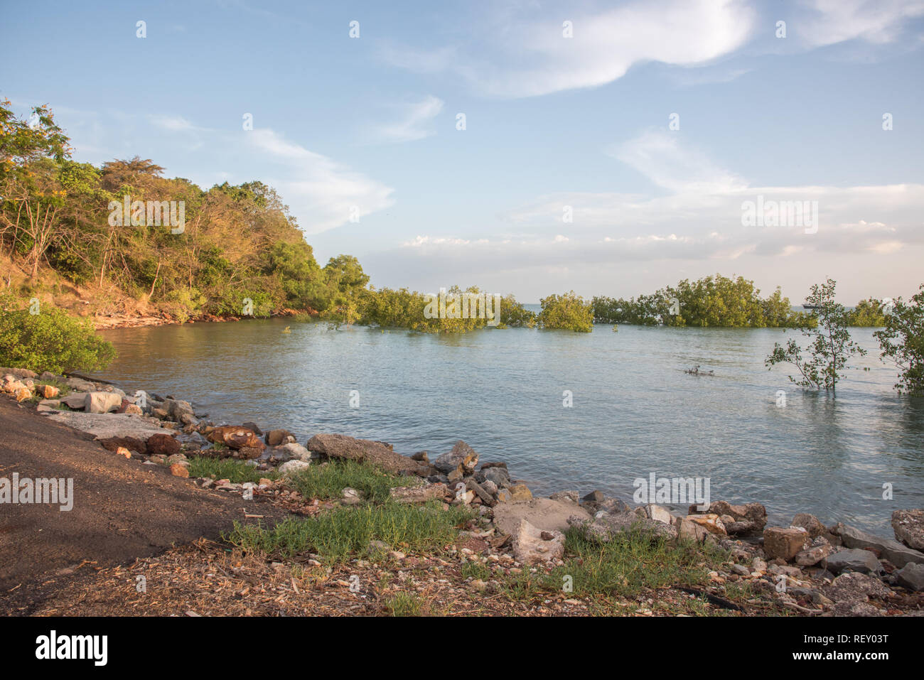 The Timor Sea with natural mangrove habitat and coastal rock at dusk in ...