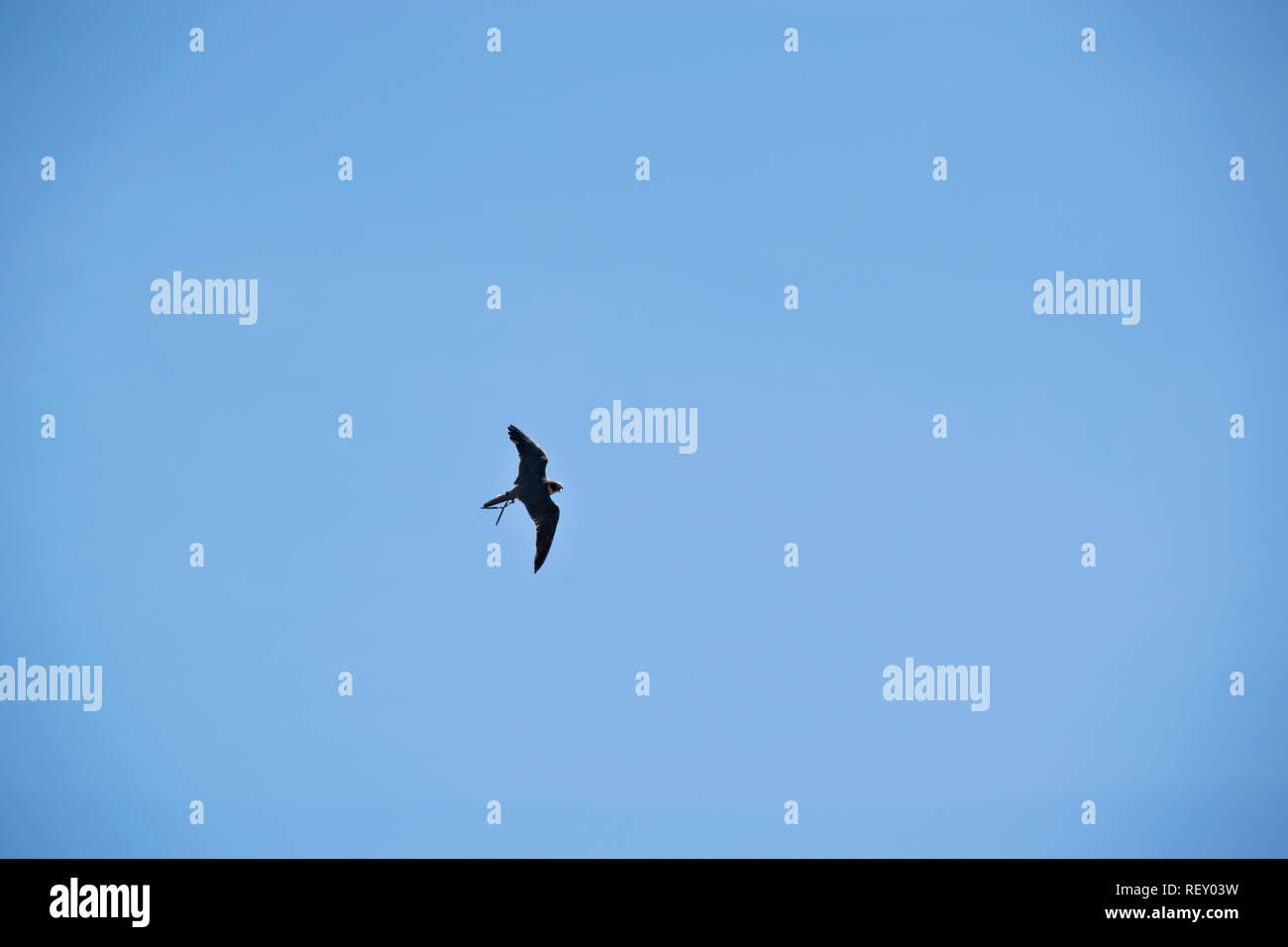 the Australian Hobby Falcon is flying overhead Stock Photo - Alamy
