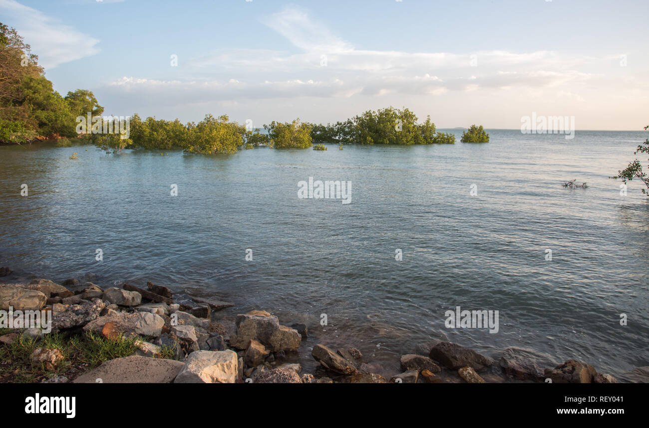 The Timor Sea with natural mangrove habitat and coastal rock at dusk in ...