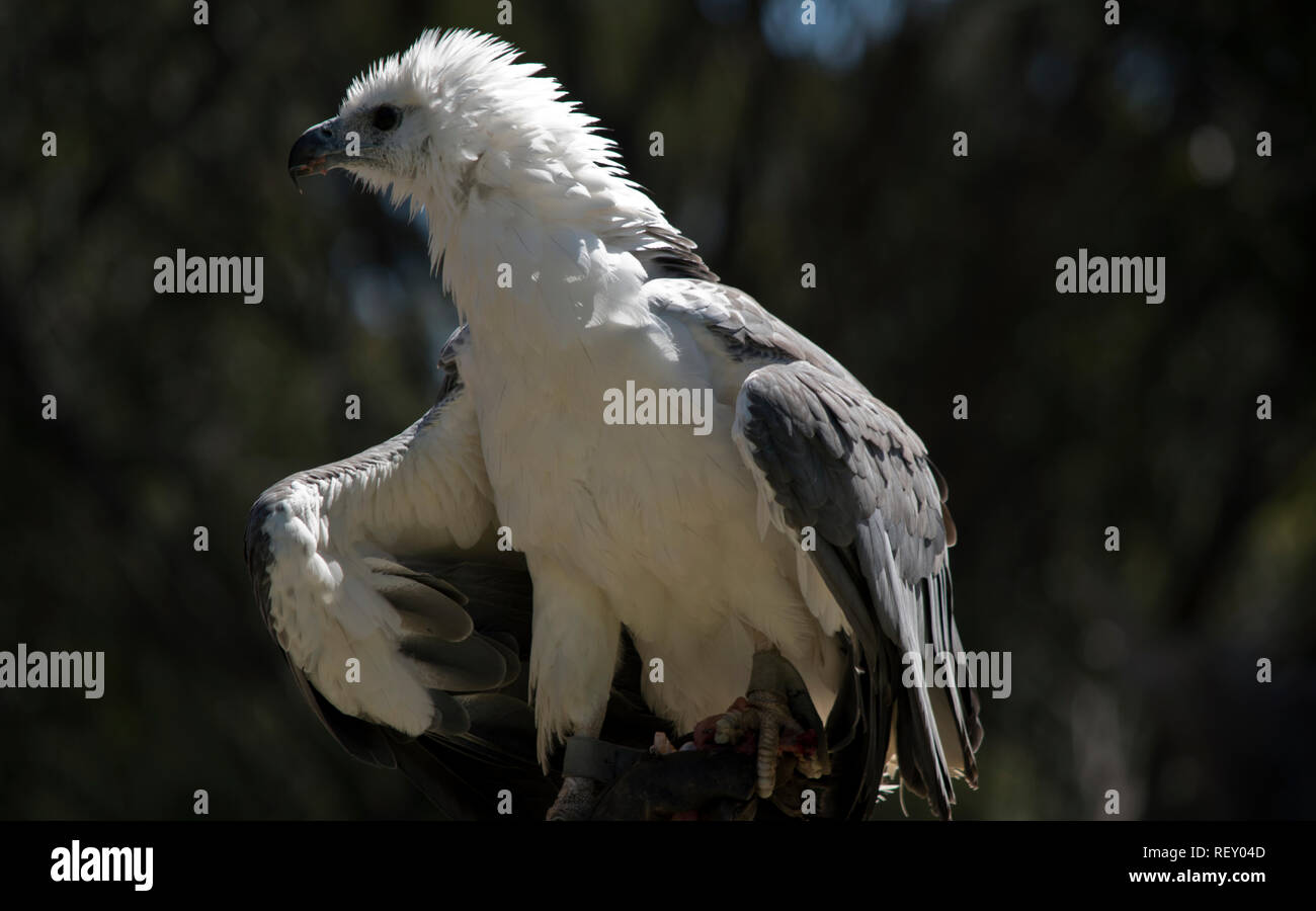 Wind Ruffled Feathers High Resolution Stock Photography and Images - Alamy