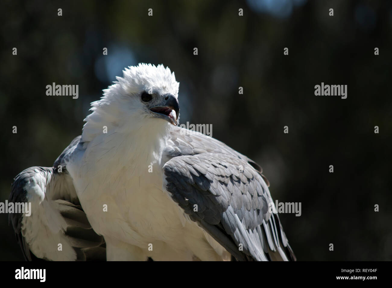 Sea eagle australia hi-res stock photography and images - Alamy