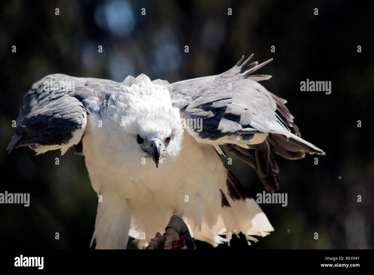 Close up sea hawk hi-res stock photography and images - Alamy