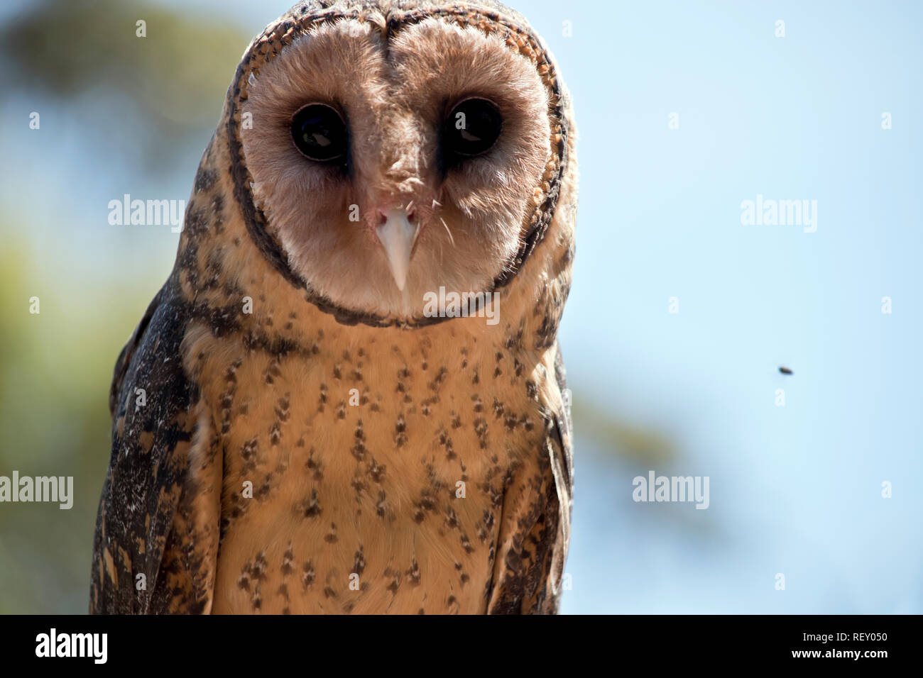 this is a close up of a lesser sooty owl Stock Photo - Alamy