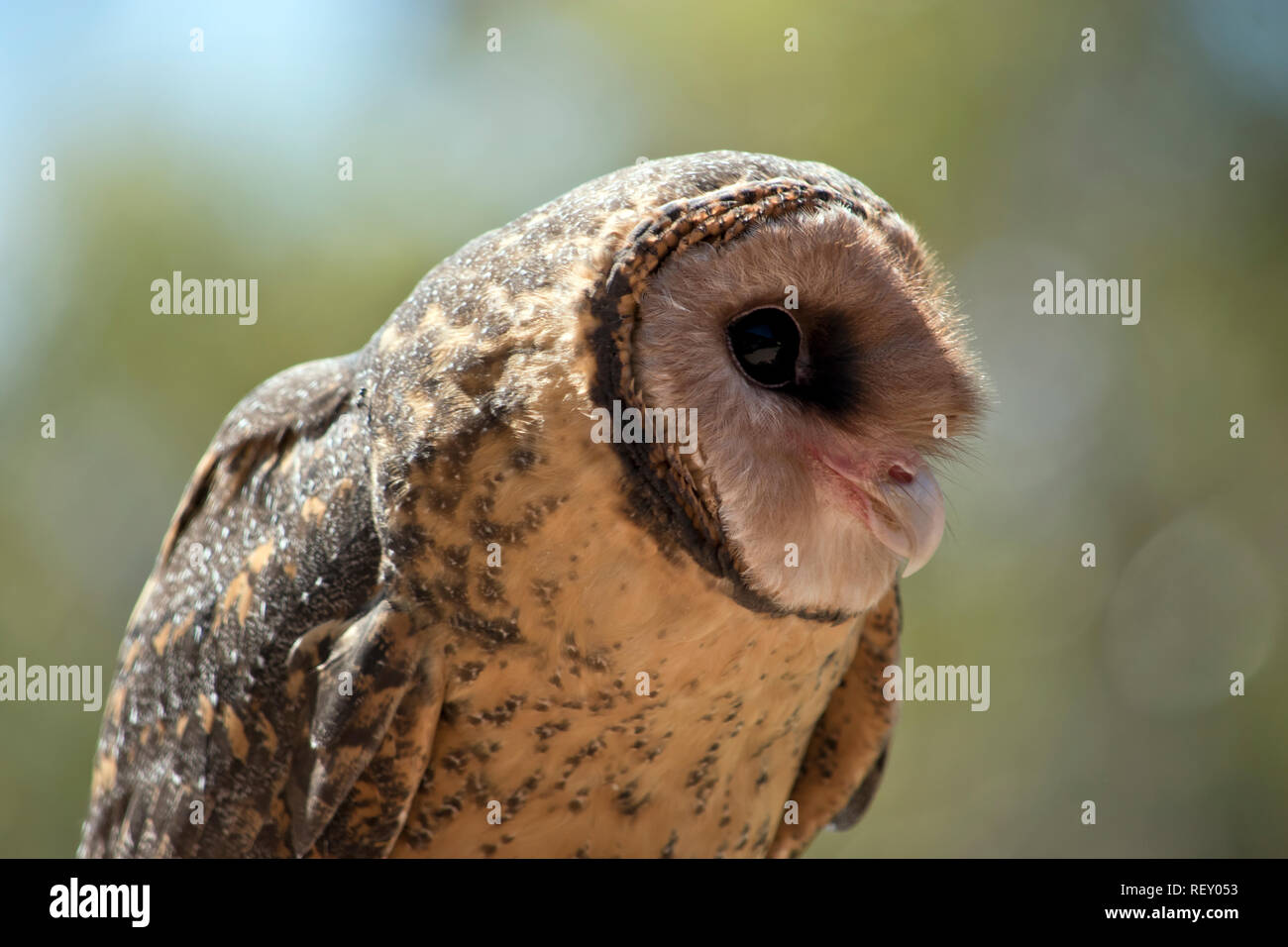 this is a close up of a lesser sooty owl Stock Photo - Alamy