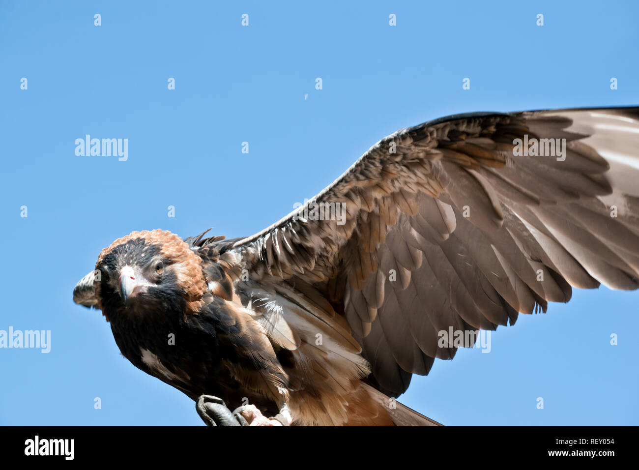 Buzzard feather hi-res stock photography and images - Alamy