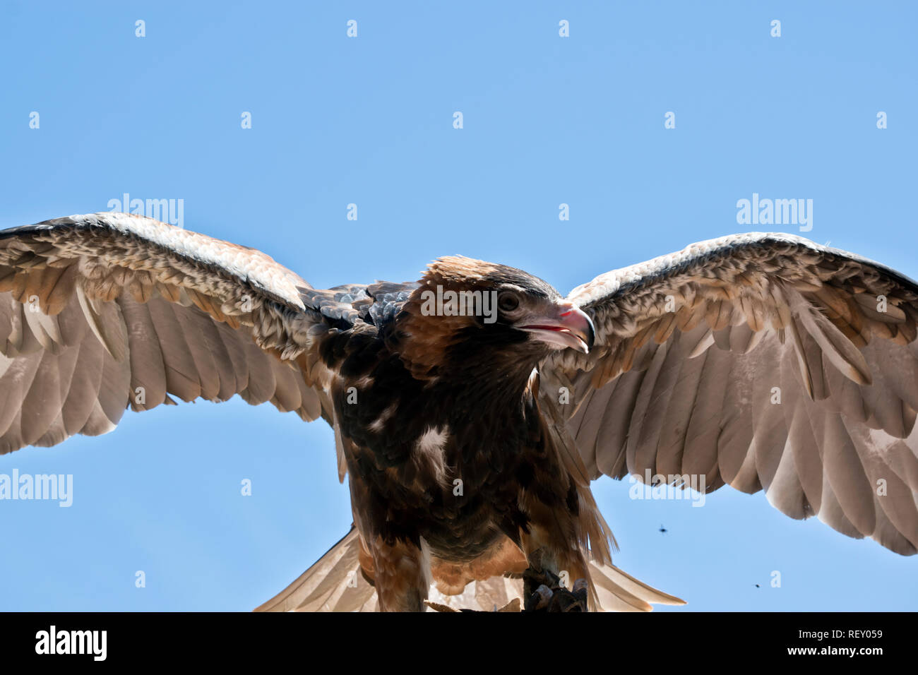 the Black breasted buzzard is stretching his wings Stock Photo - Alamy