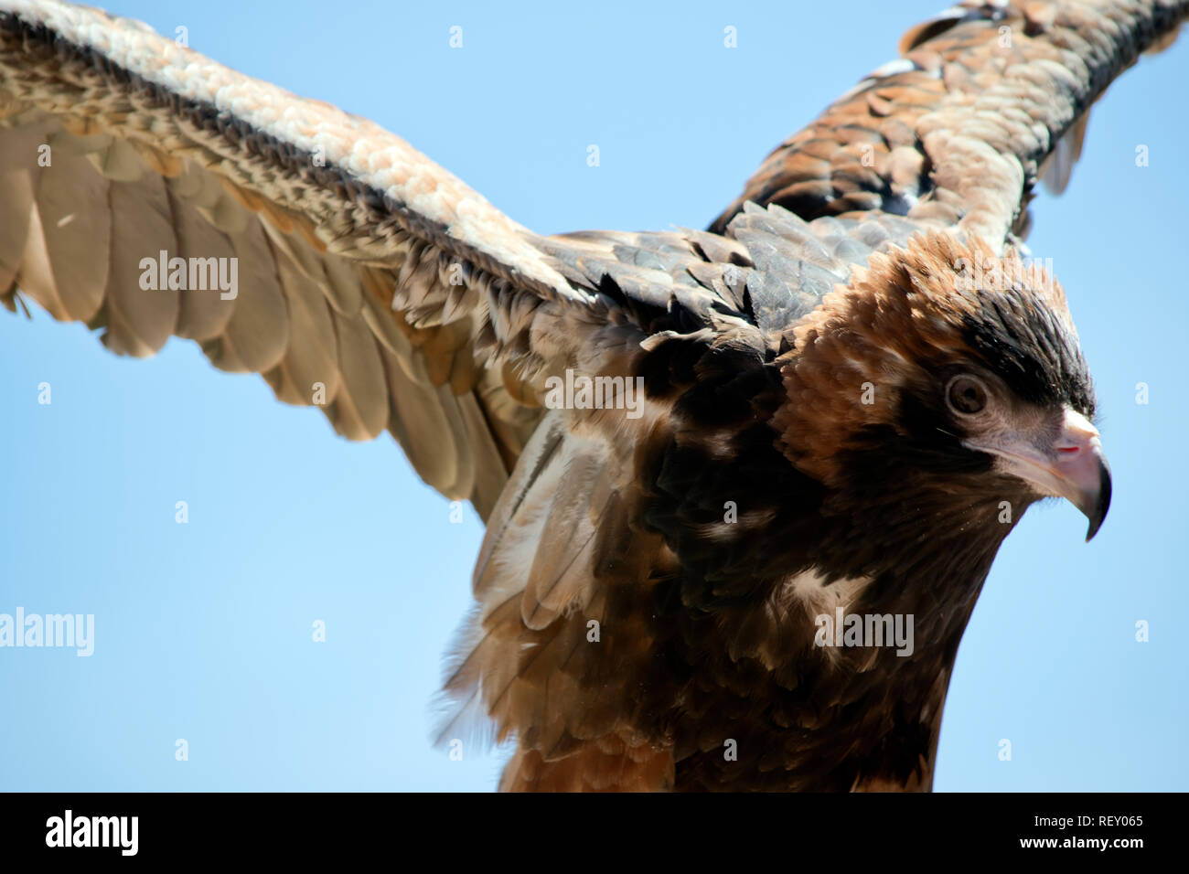 Buzzard feather hi-res stock photography and images - Alamy