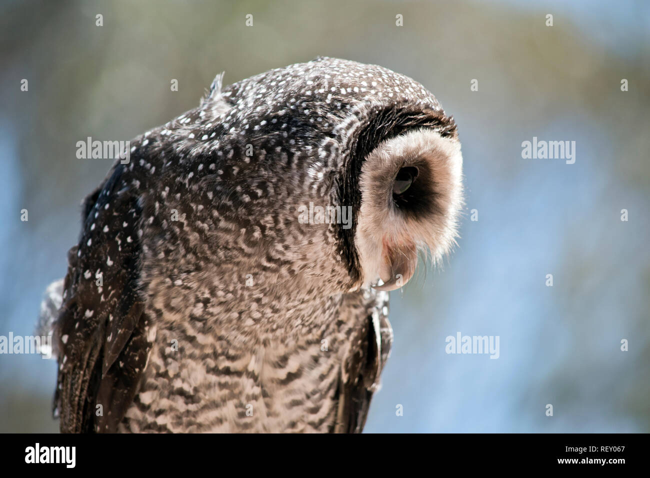 Masked owl hi-res stock photography and images - Alamy