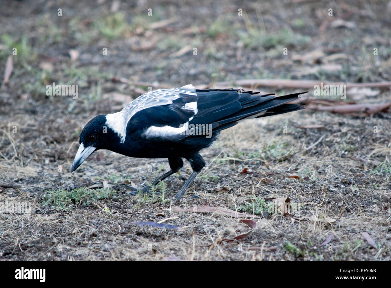 this is a side view of a magpie looking for bugs to eat Stock Photo - Alamy