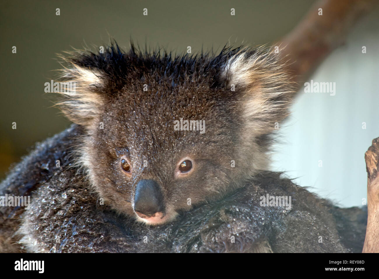 Koala bear close up big eyes hi-res stock photography and images - Alamy