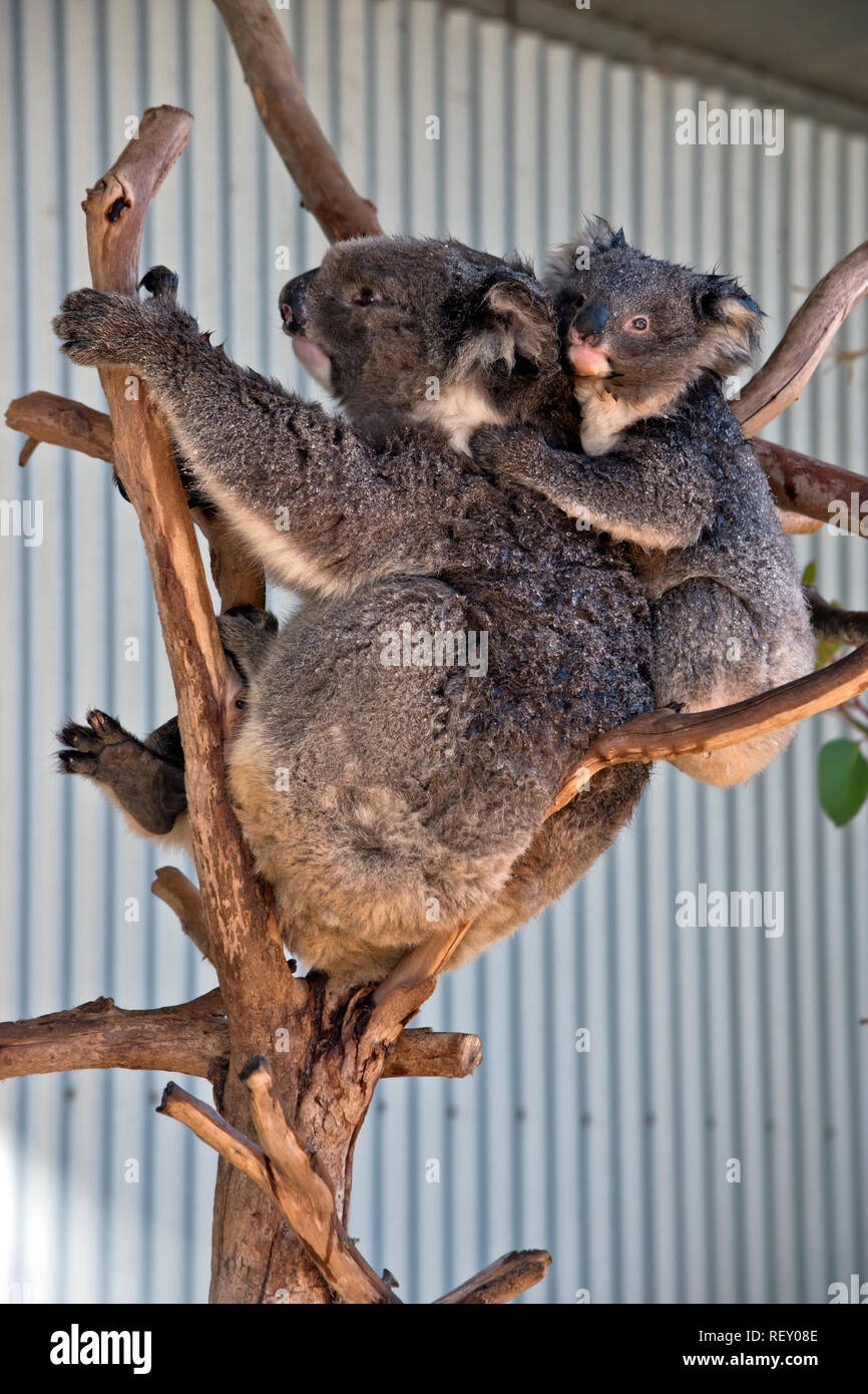 the young koala is on his mothers back while they move on the branches ...