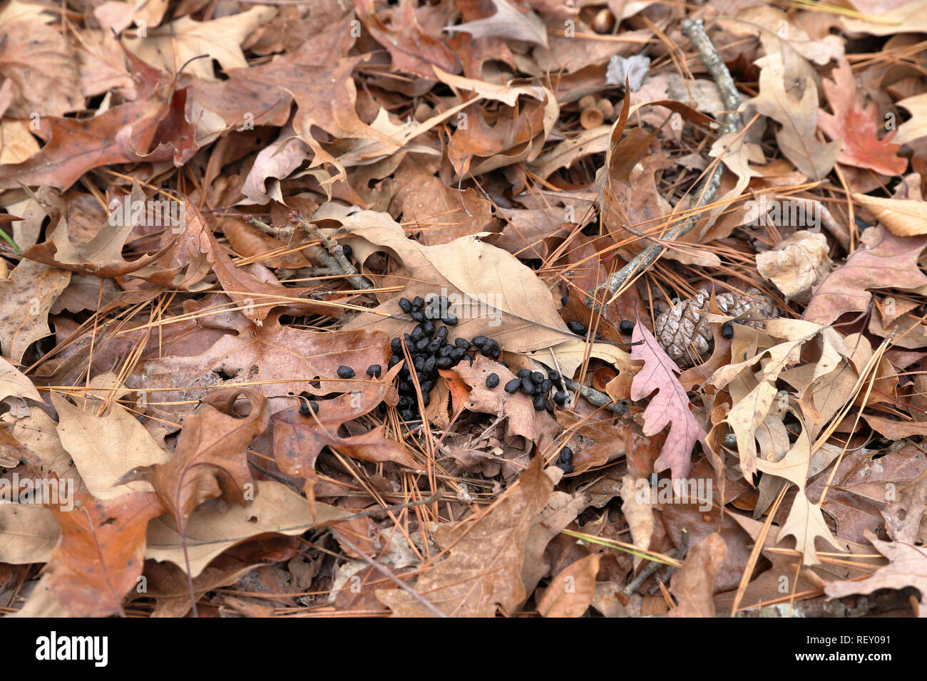 Deer poop on fallen leaves in the woods Stock Photo - Alamy