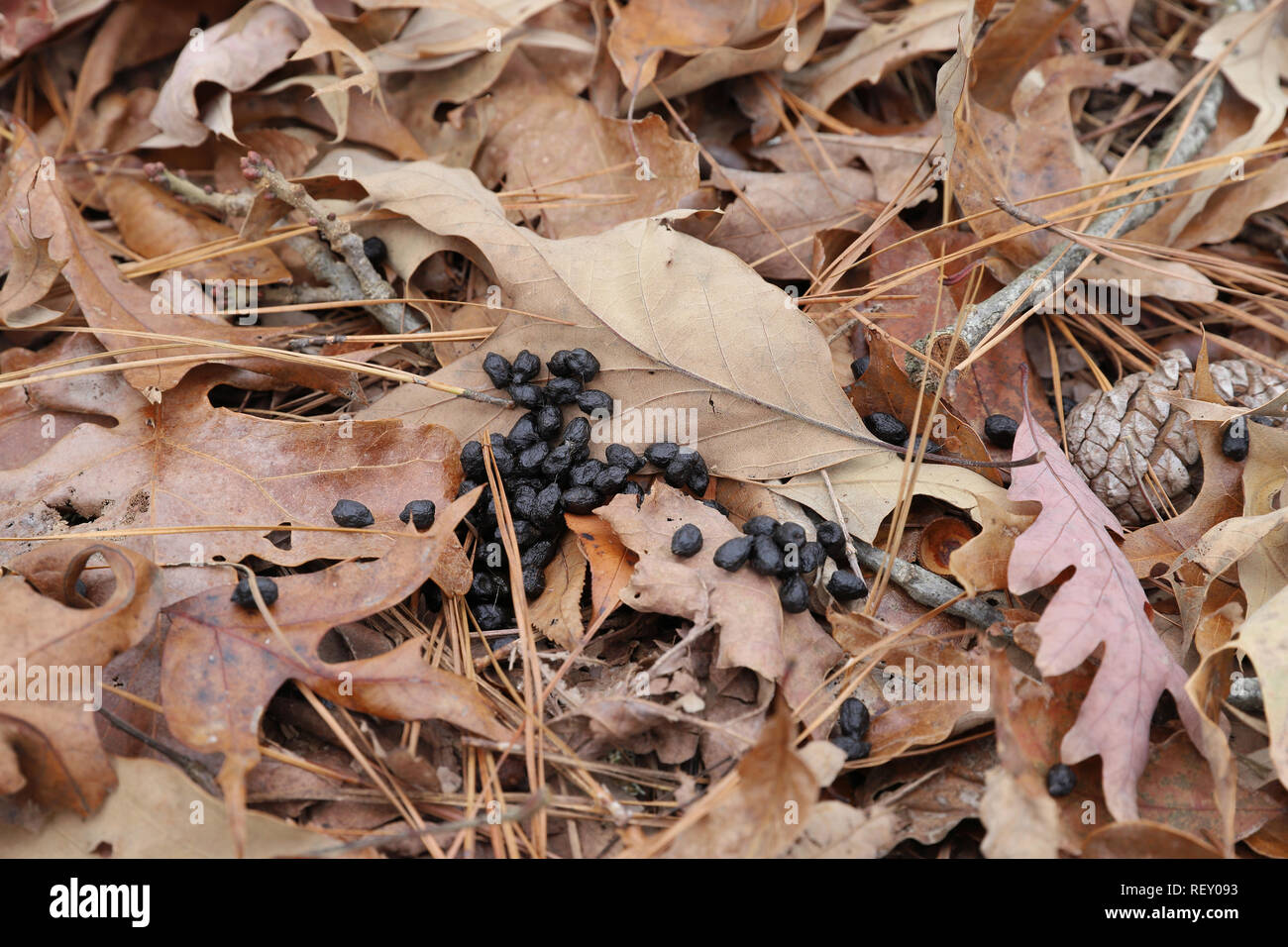 Deer poop on fallen leaves in the woods Stock Photo - Alamy