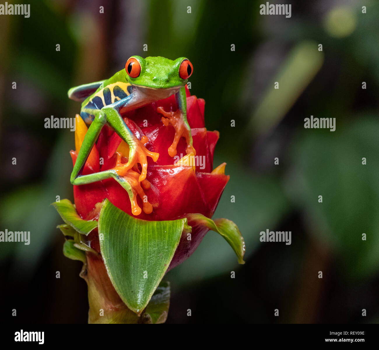 Red eyed tree frog in Costa Rica Stock Photo - Alamy