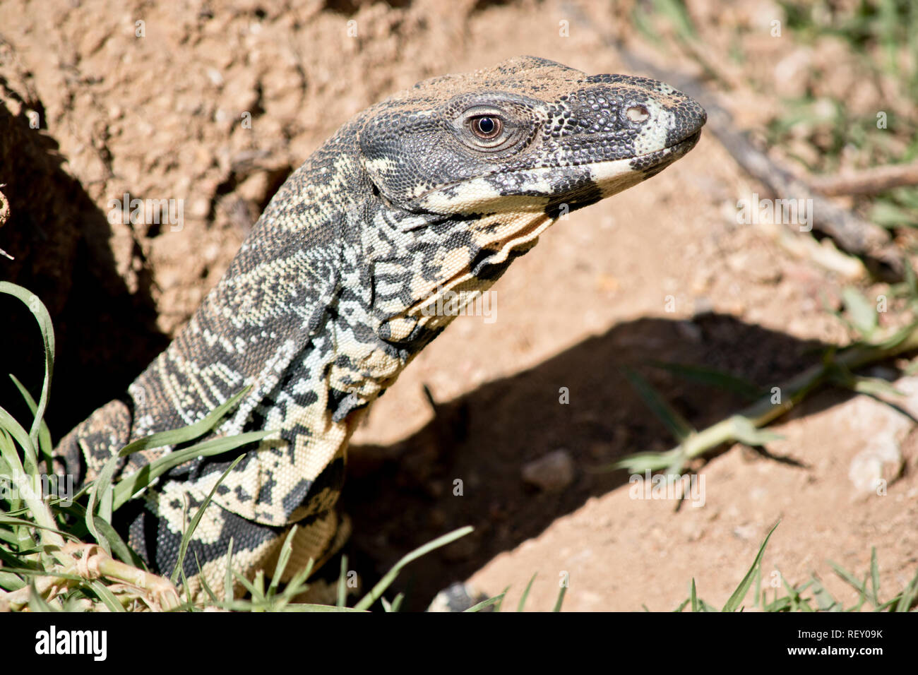 the lace monitor is sticking his head out of his burrow Stock Photo - Alamy