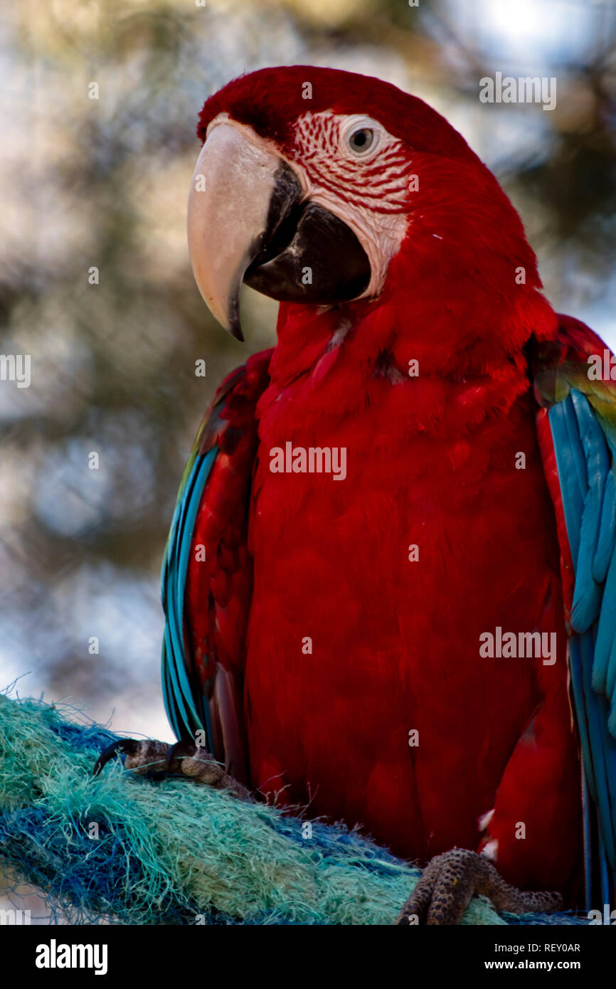 this is a close up of a red-and-green macaw or green-winged macaw Stock ...