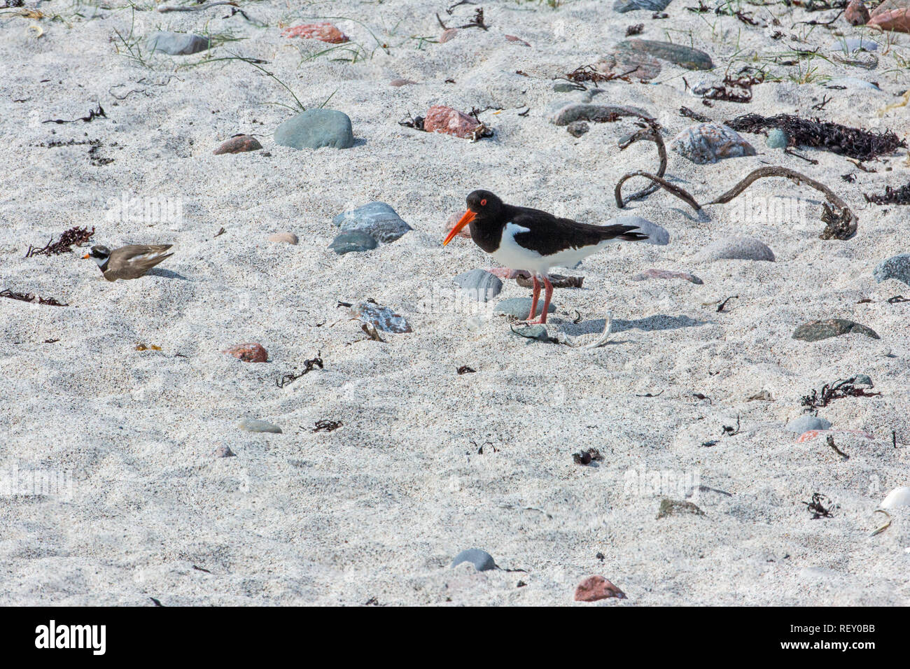 Bird wing display hi-res stock photography and images - Alamy