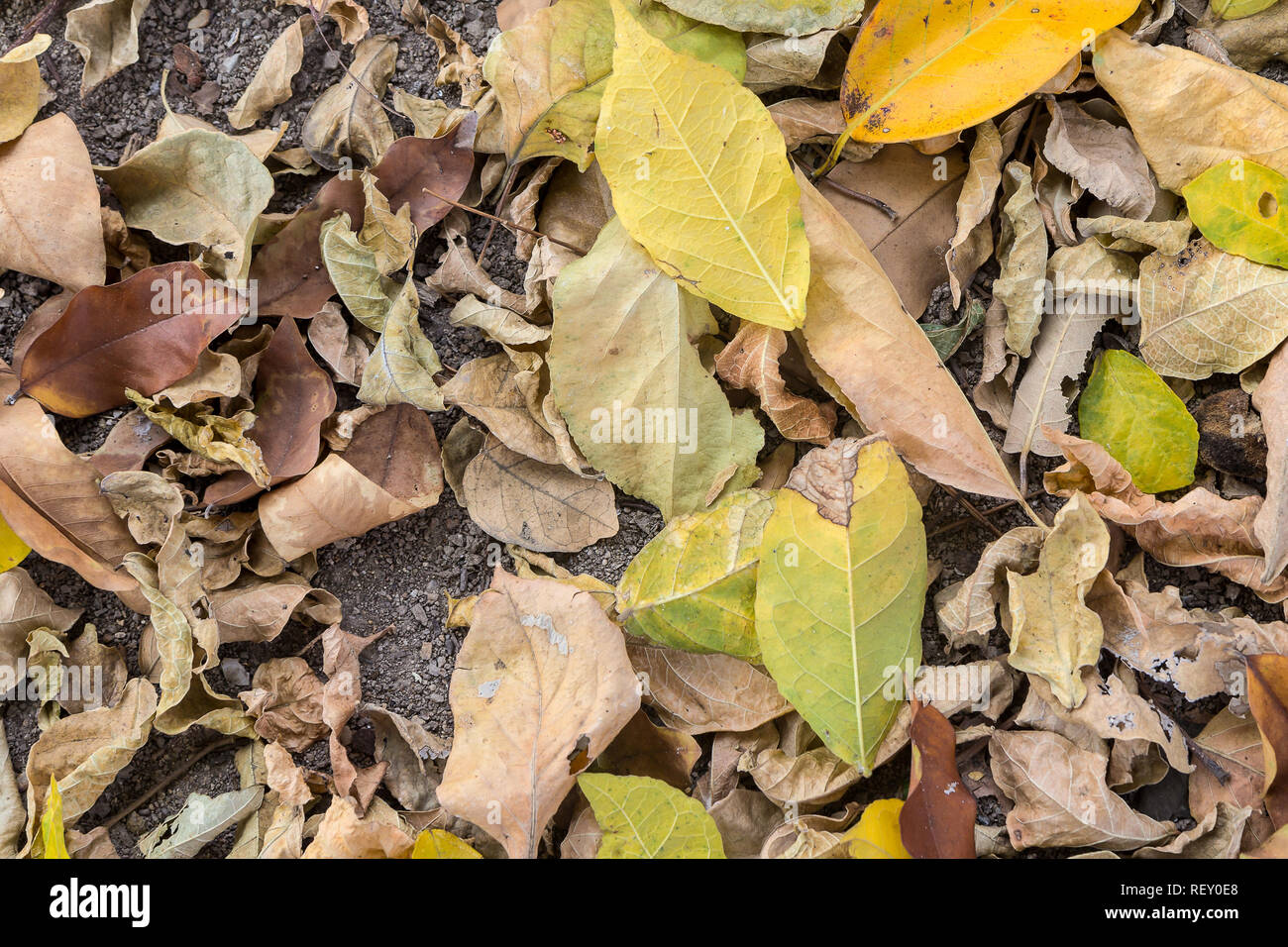 Dead Leaves On The Ground