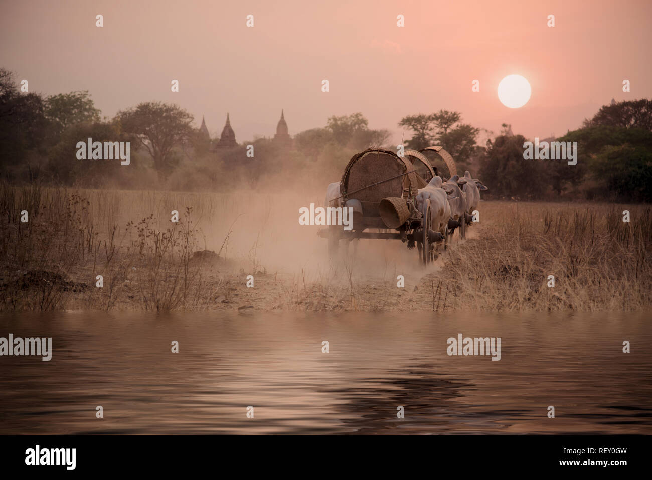 BAGAN, MYANMAR : Burmese rural road, two white cows pulling a wooden ...