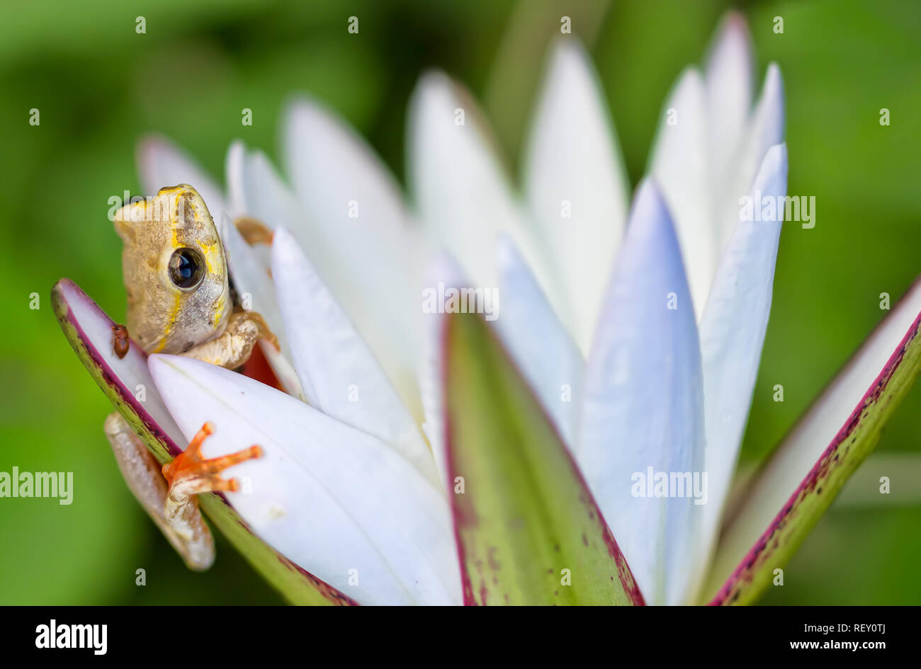 Reed frogs hi-res stock photography and images - Alamy