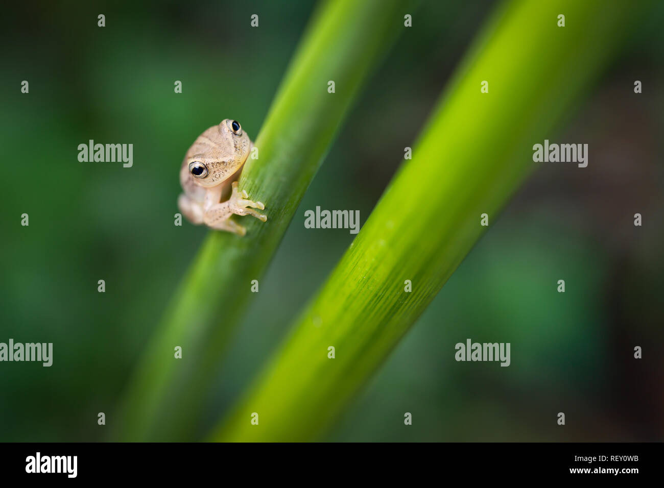 Reed Frogs (Hyperolius sp.) are abundant and noisy residents of ...
