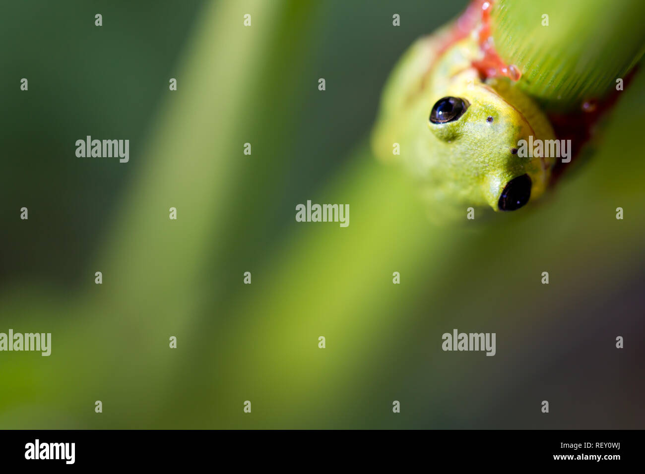 Reed frogs hi-res stock photography and images - Alamy