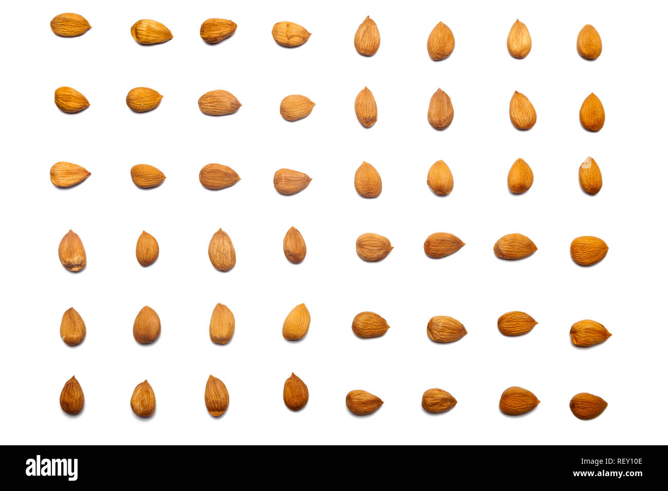 A collection of Apricot stone lie in horizontal rows on an isolated ...