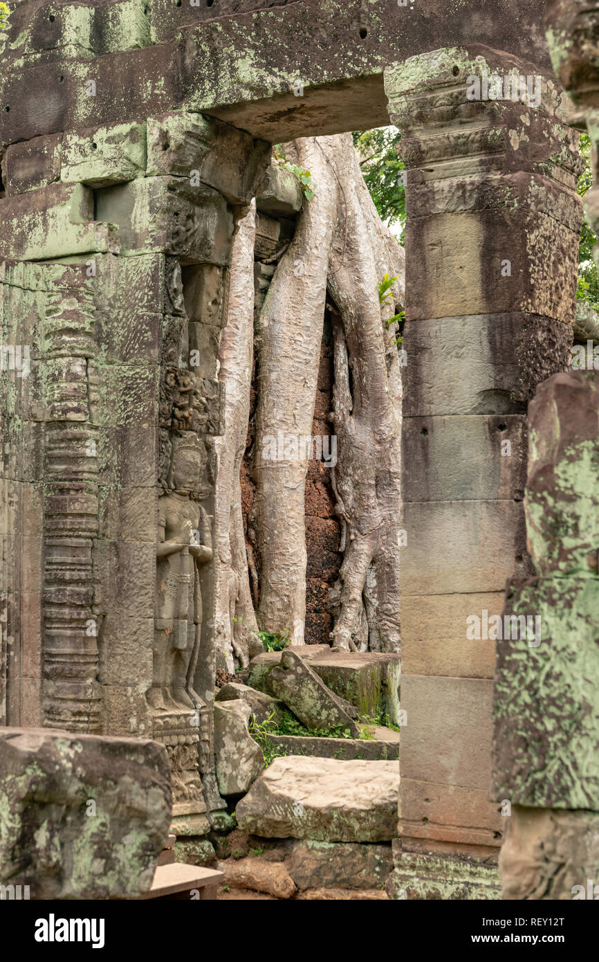 Tree roots seen through stone temple arch Stock Photo - Alamy