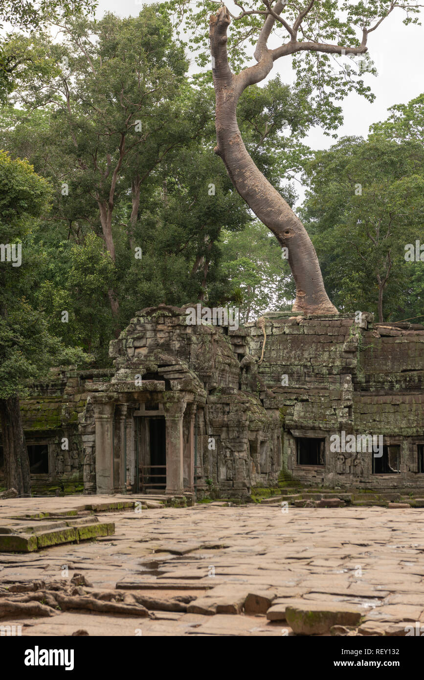 Tree grows above entrance of ruined temple Stock Photo - Alamy