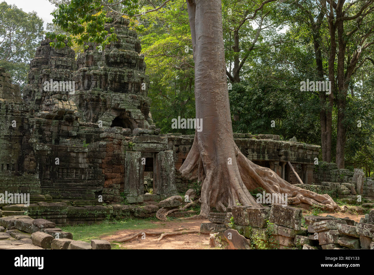 Tree growing out of stone temple ruins Stock Photo - Alamy