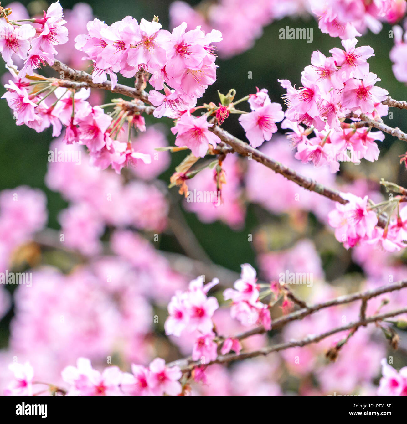 Beautiful cherry blossoms sakura tree bloom in spring in the park, copy ...
